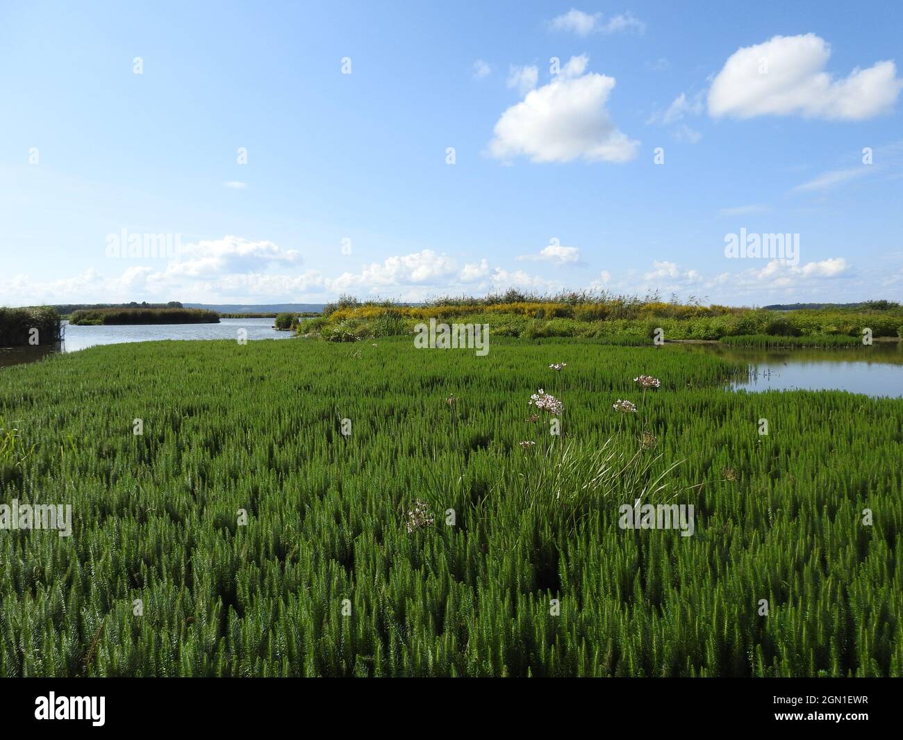Beautiful landscape of marsh lake and fresh green grass Stock Photo - Alamy