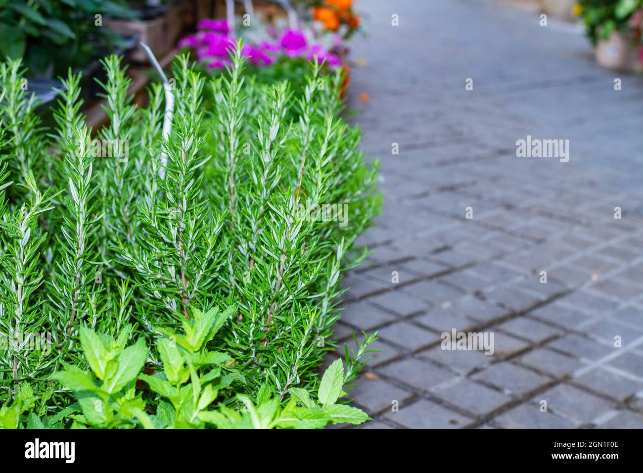 Rosemary in bloom garden hi-res stock photography and images - Alamy