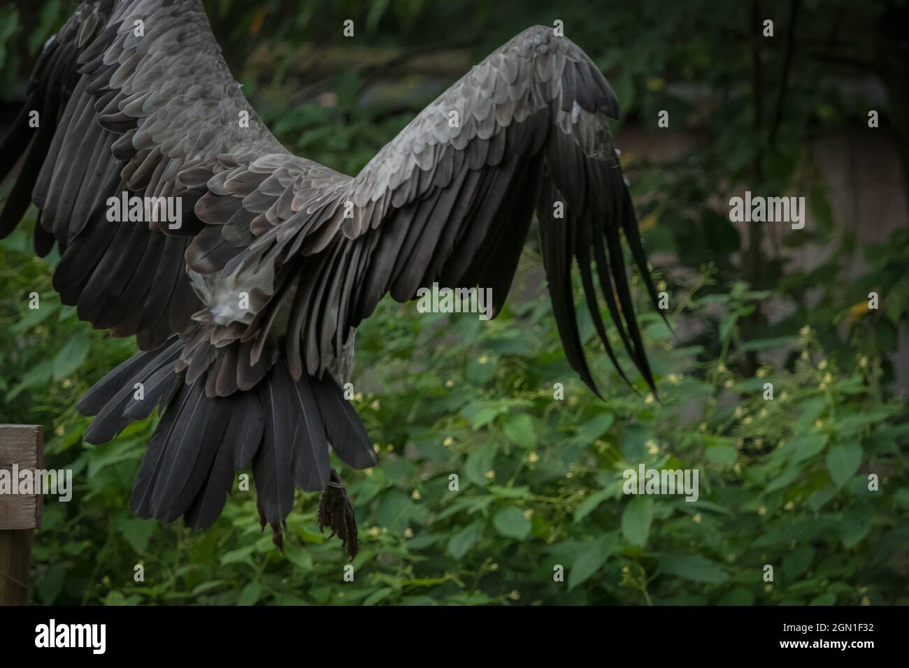 Closeup shot of the majestic wings of a flying vulture in the wild ...