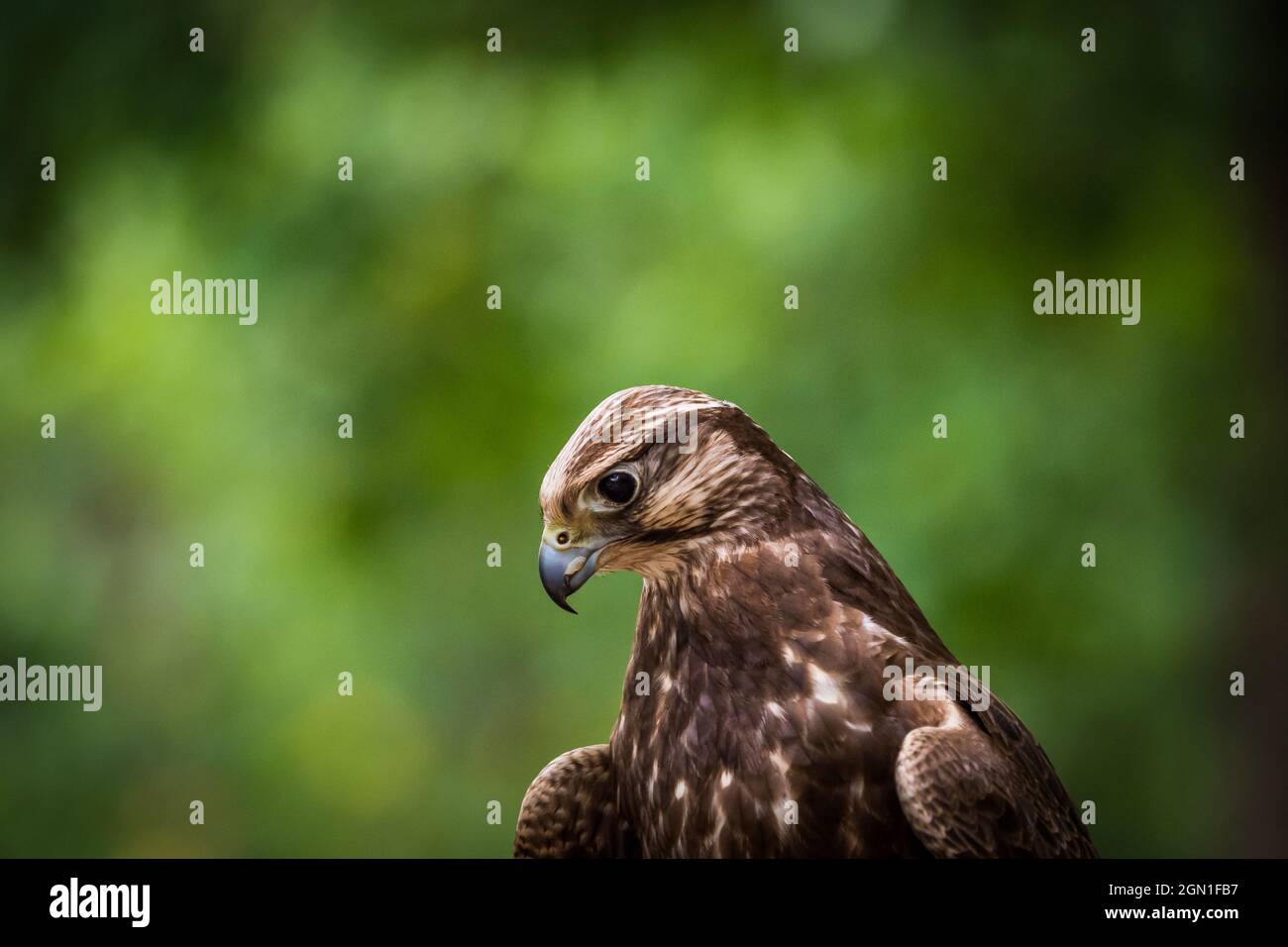 Portrait of a beautiful Harris's hawk or bay-winged hawk Stock Photo ...