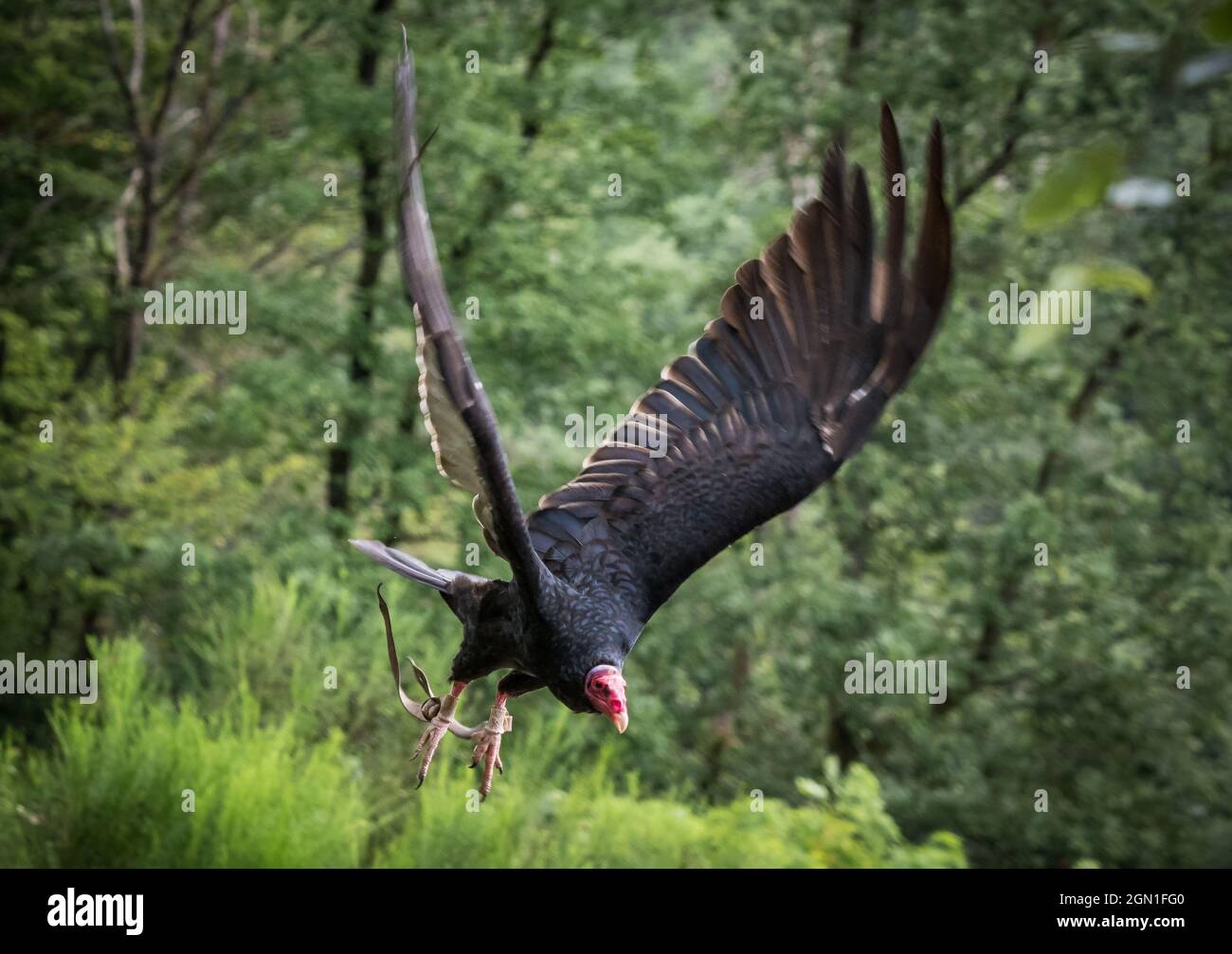 Majestic turkey vulture flying with wings wide open in the woods Stock ...