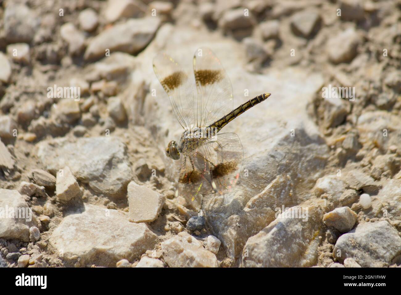 Closeup of a dragonfly Brachythemis impartita a Northern banded ...