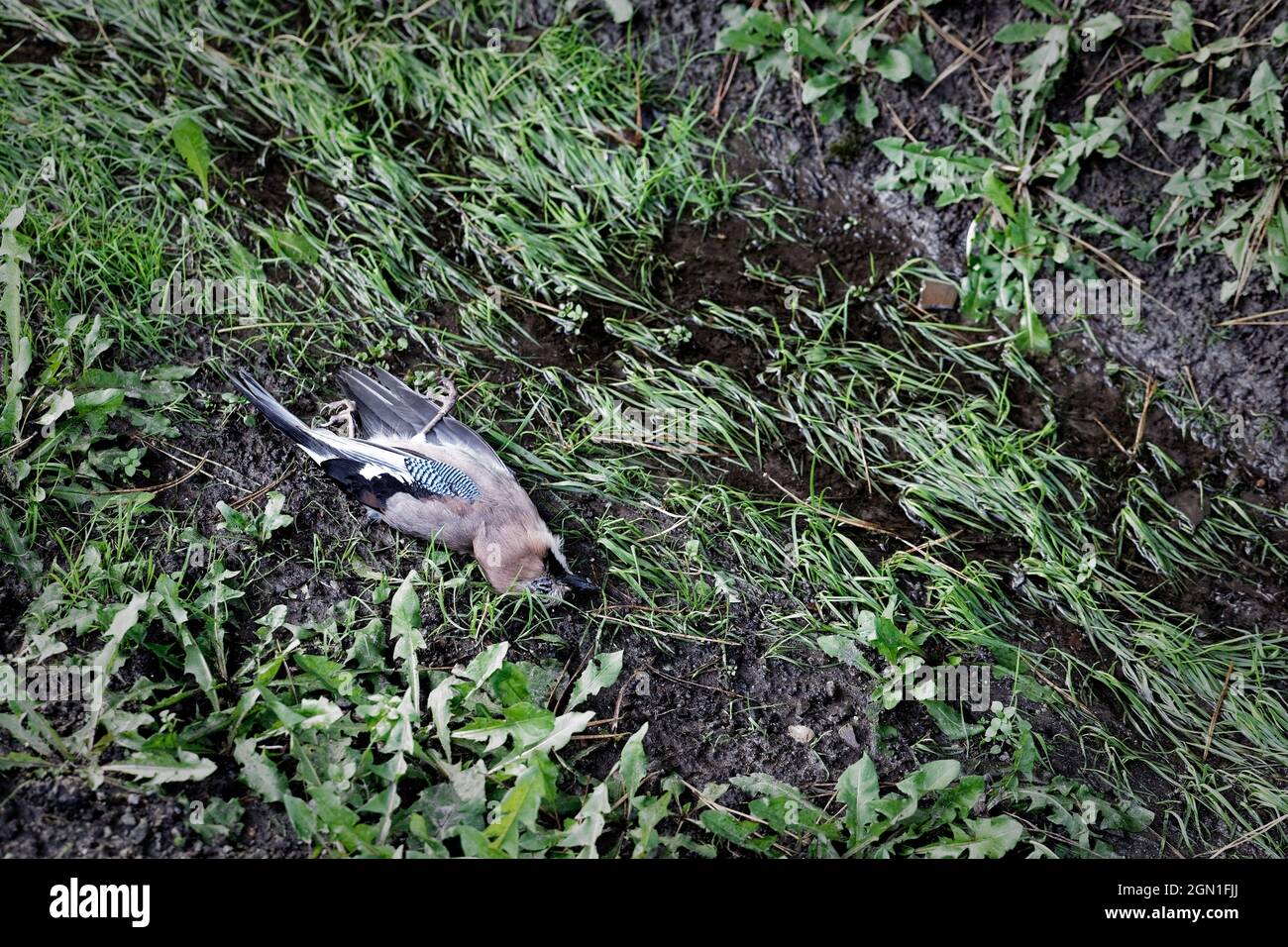 Eurasian Jay bird hit by car. Garrulus glandarius lay on the road Stock ...