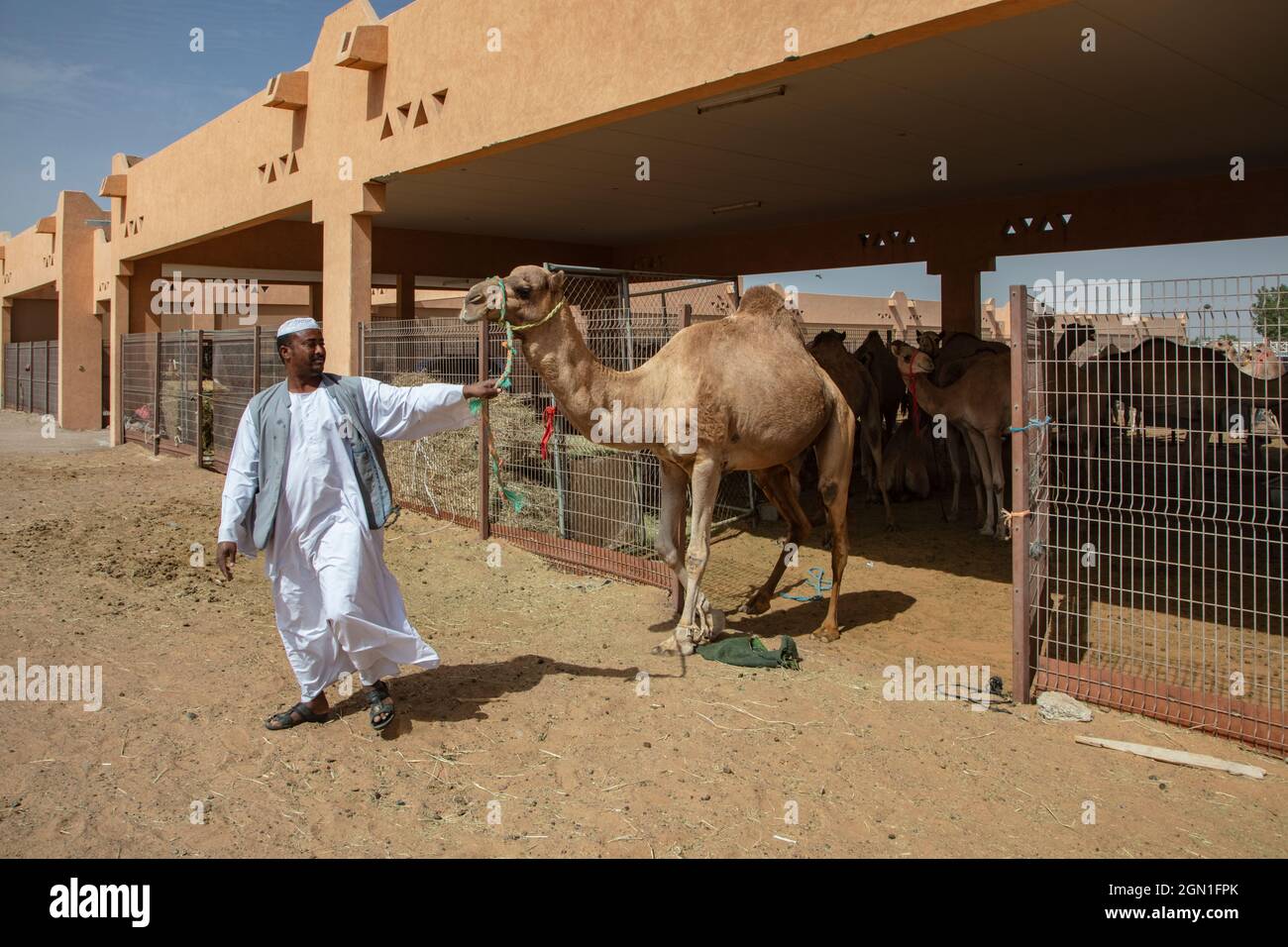 Camel stable hi-res stock photography and images - Alamy