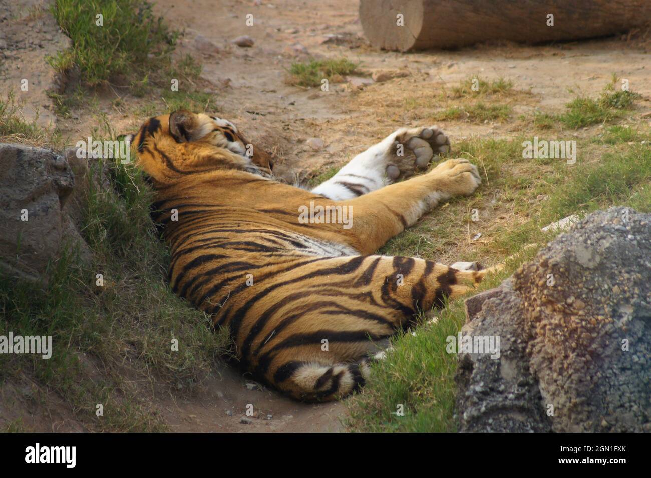 Bengal tiger lying on ground hi-res stock photography and images - Alamy