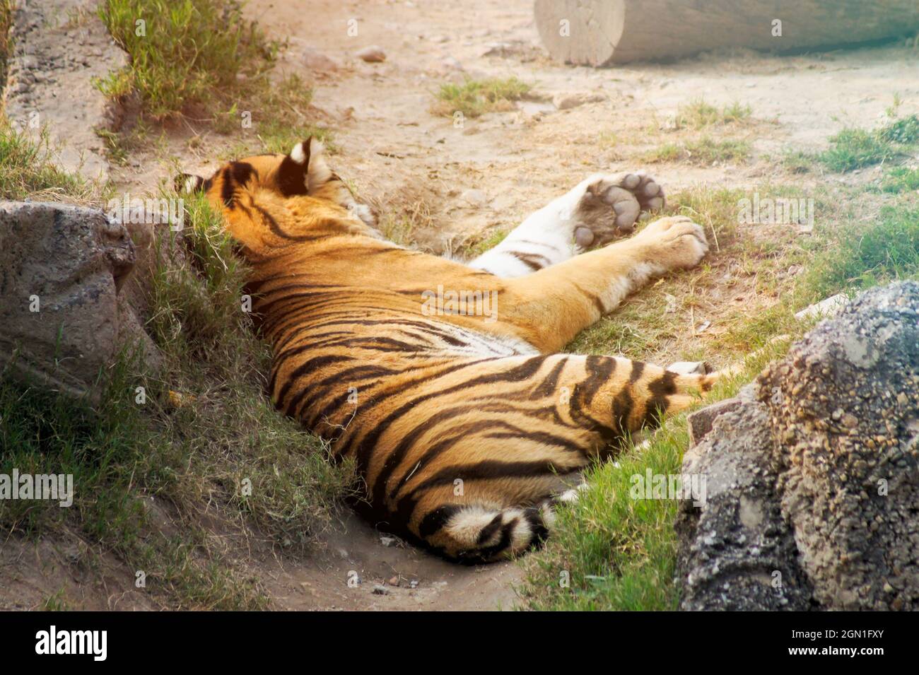 Bengal tiger lying on ground hi-res stock photography and images - Alamy