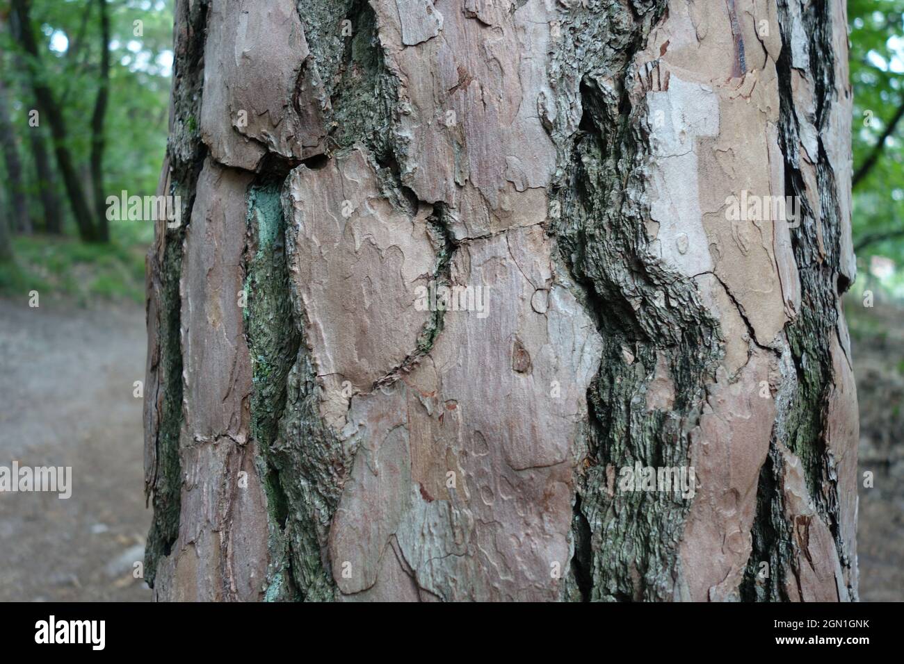 Closeup shot of a tree in the forest at daylight Stock Photo - Alamy