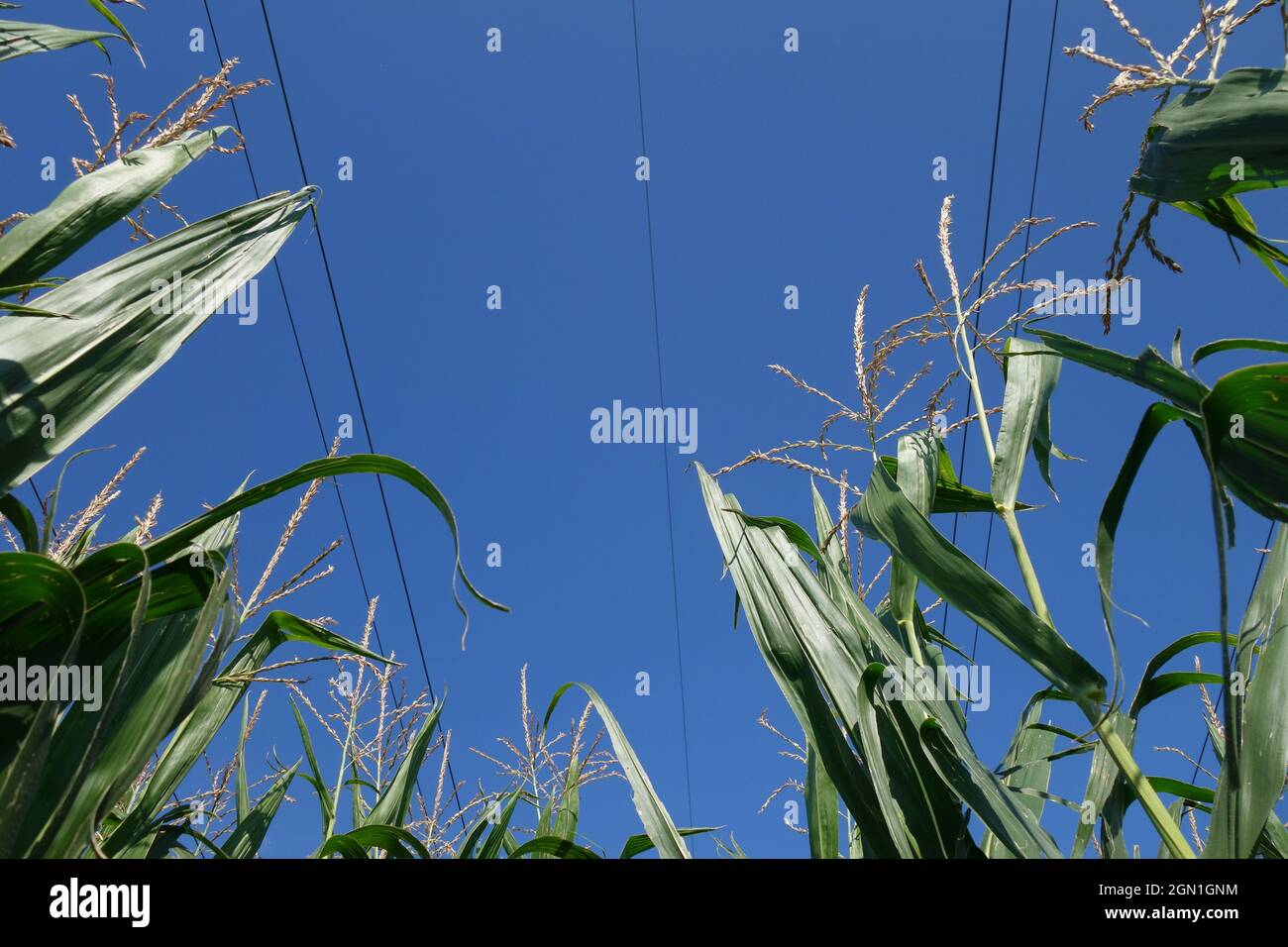Low angle shot of an agricultural field under a bright sky Stock Photo ...