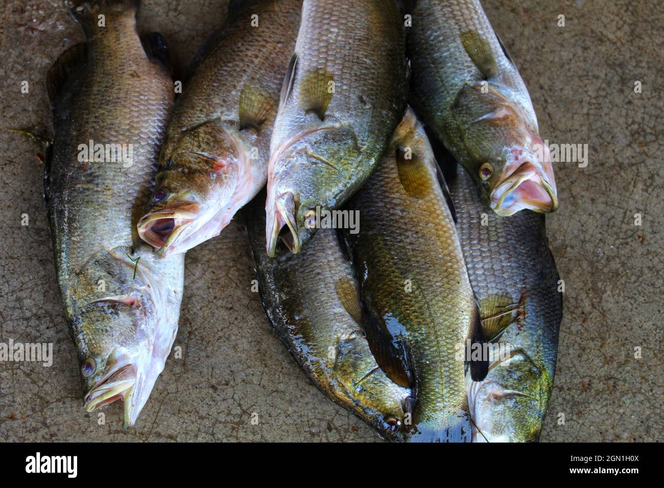 Closeup of fresh fish in a seafood market Stock Photo - Alamy