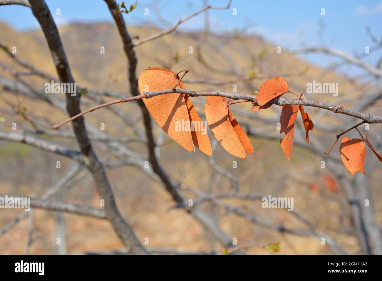 Angola; in the western part of the province of Cunene; butterfly-winged ...