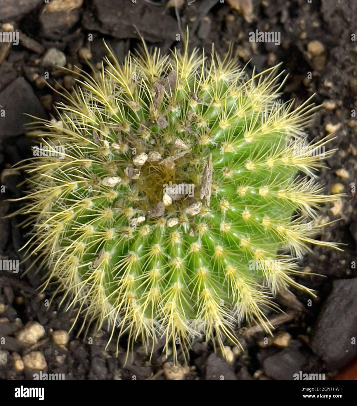 Top view of a round cactus in a pot Stock Photo - Alamy