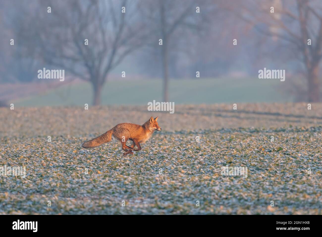 Fox in the first morning light on a rape field, fox, hoarfrost, rape ...