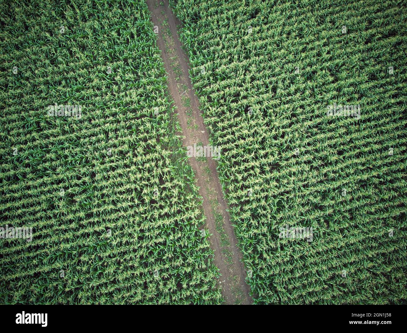A bird's-eye view of a beautiful rural road in a green corn field. A ...