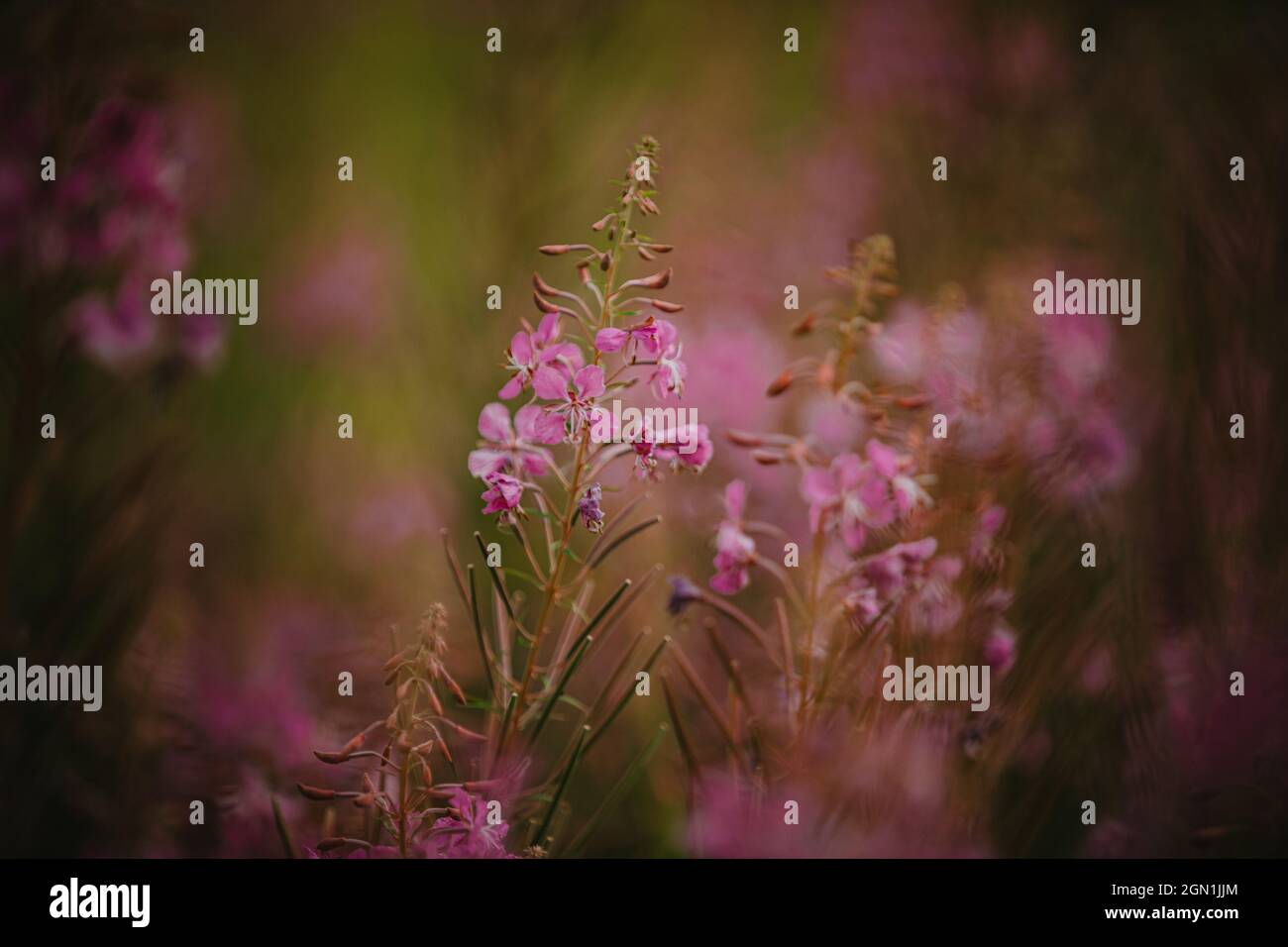 Willow rose hi-res stock photography and images - Alamy