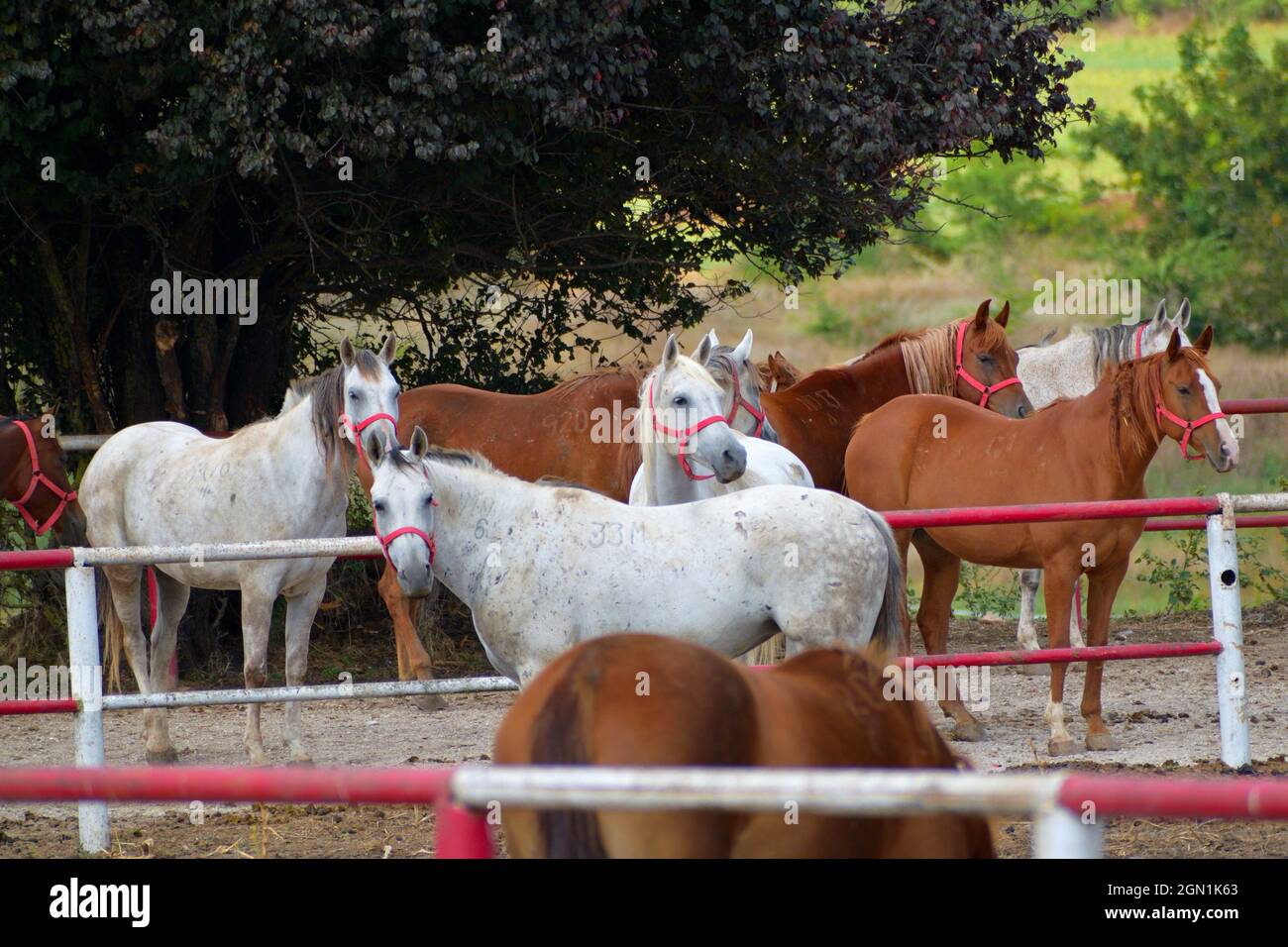 Horse Twitch High Resolution Stock Photography and Images - Alamy