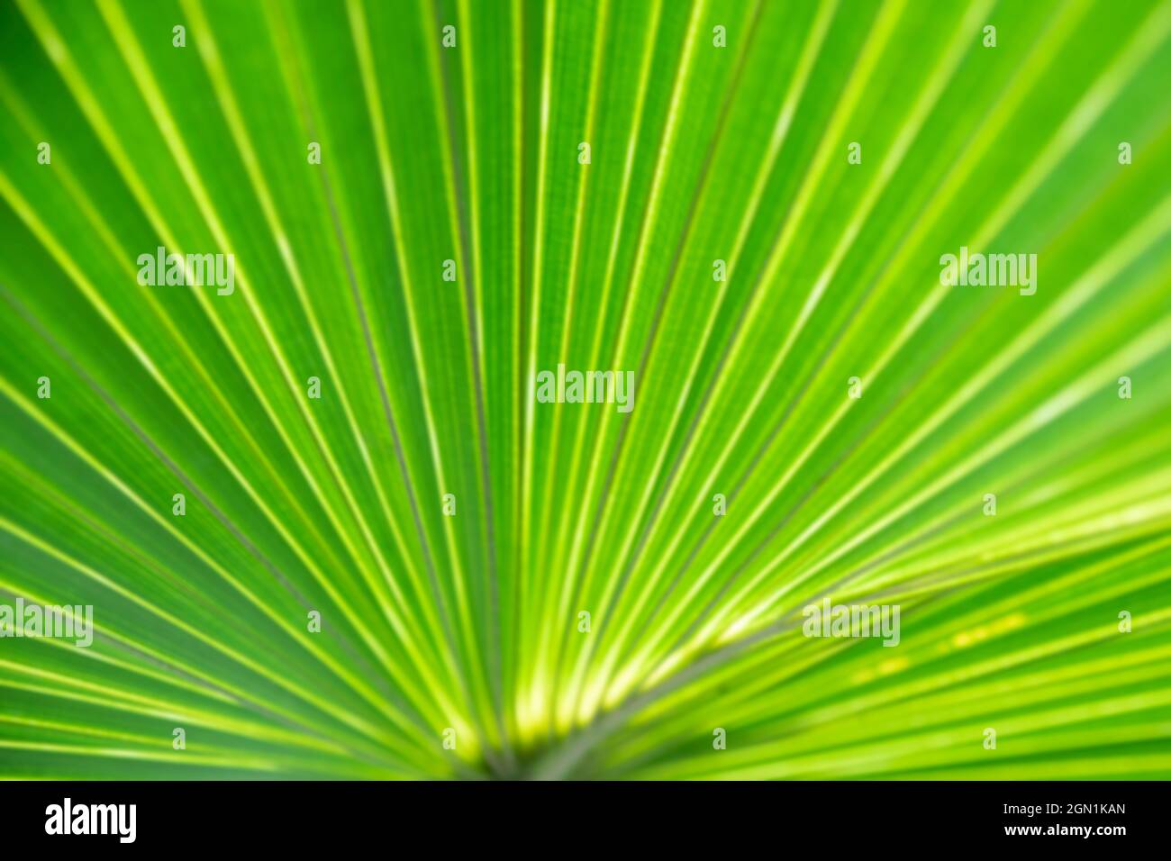 Large tropical palm leaf filling the frame, close-up blurred shot of a ...