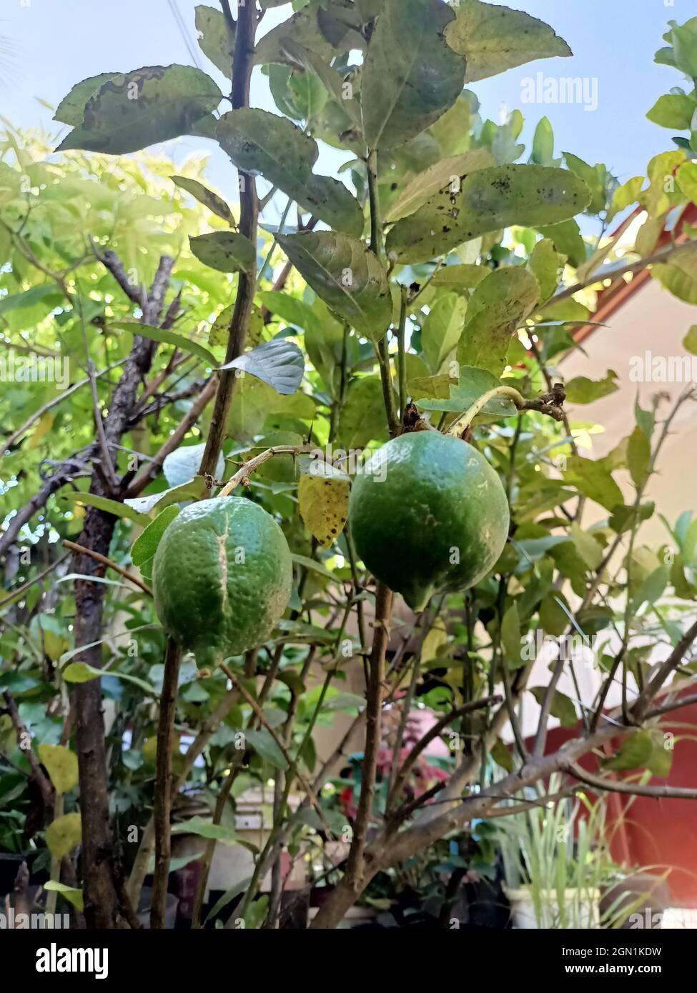 Guapple hi-res stock photography and images - Alamy