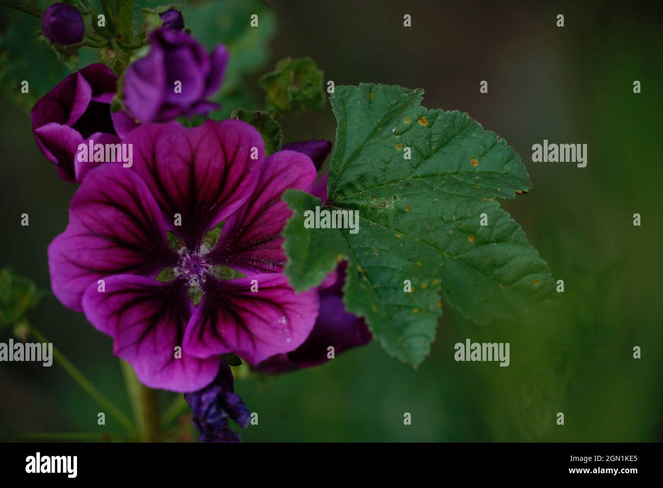 Selective focus of the blossomed beautiful purple mallow flower in the ...