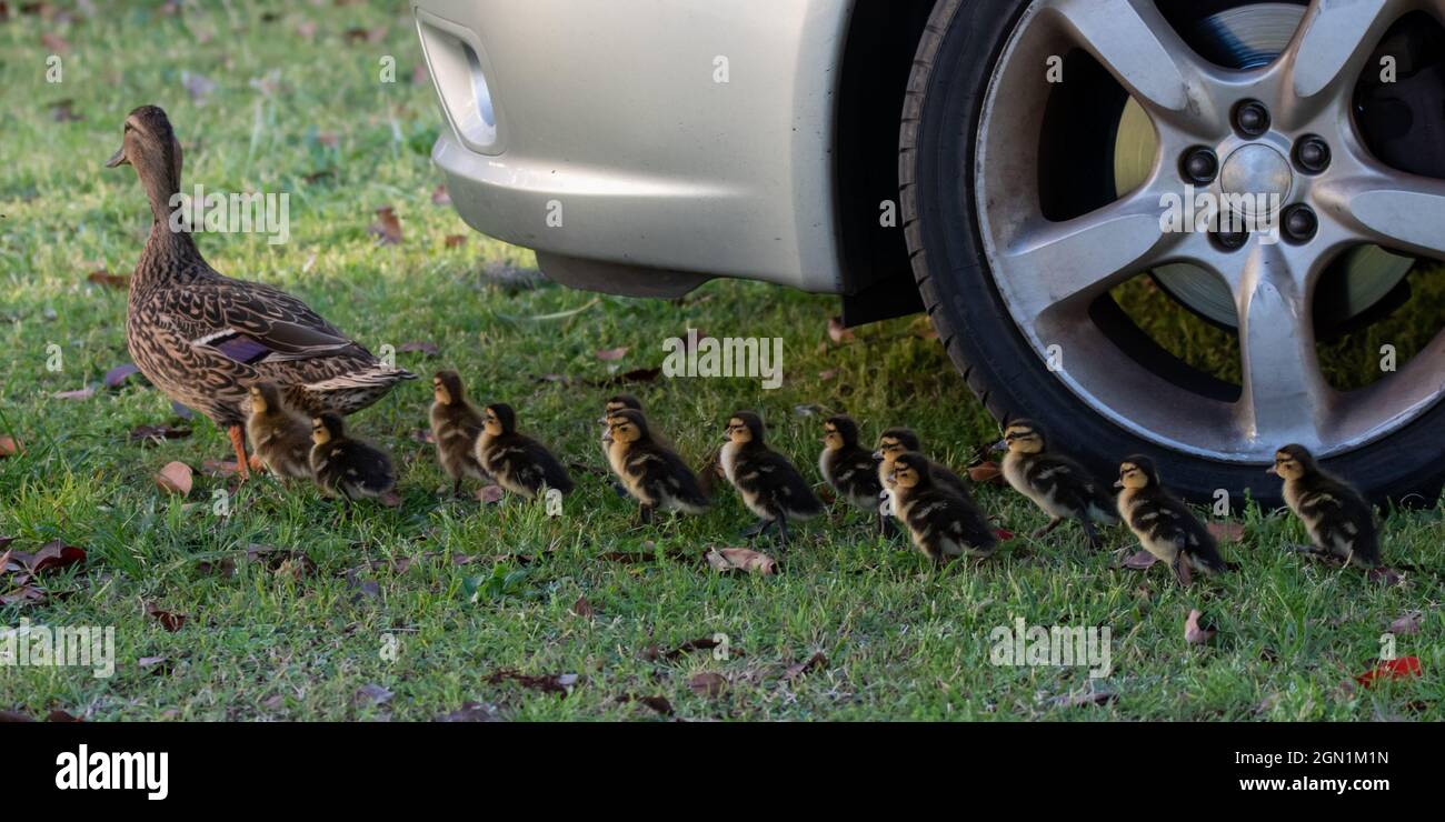 Mallard duck and ducklings car hi-res stock photography and images - Alamy