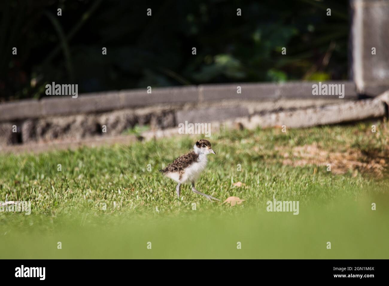 Baby Masked Lapwing chick walking on green grass Stock Photo - Alamy