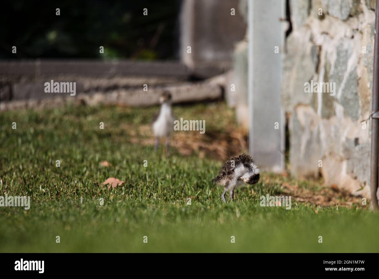 Baby Masked Lapwing chick walking on green grass Stock Photo - Alamy
