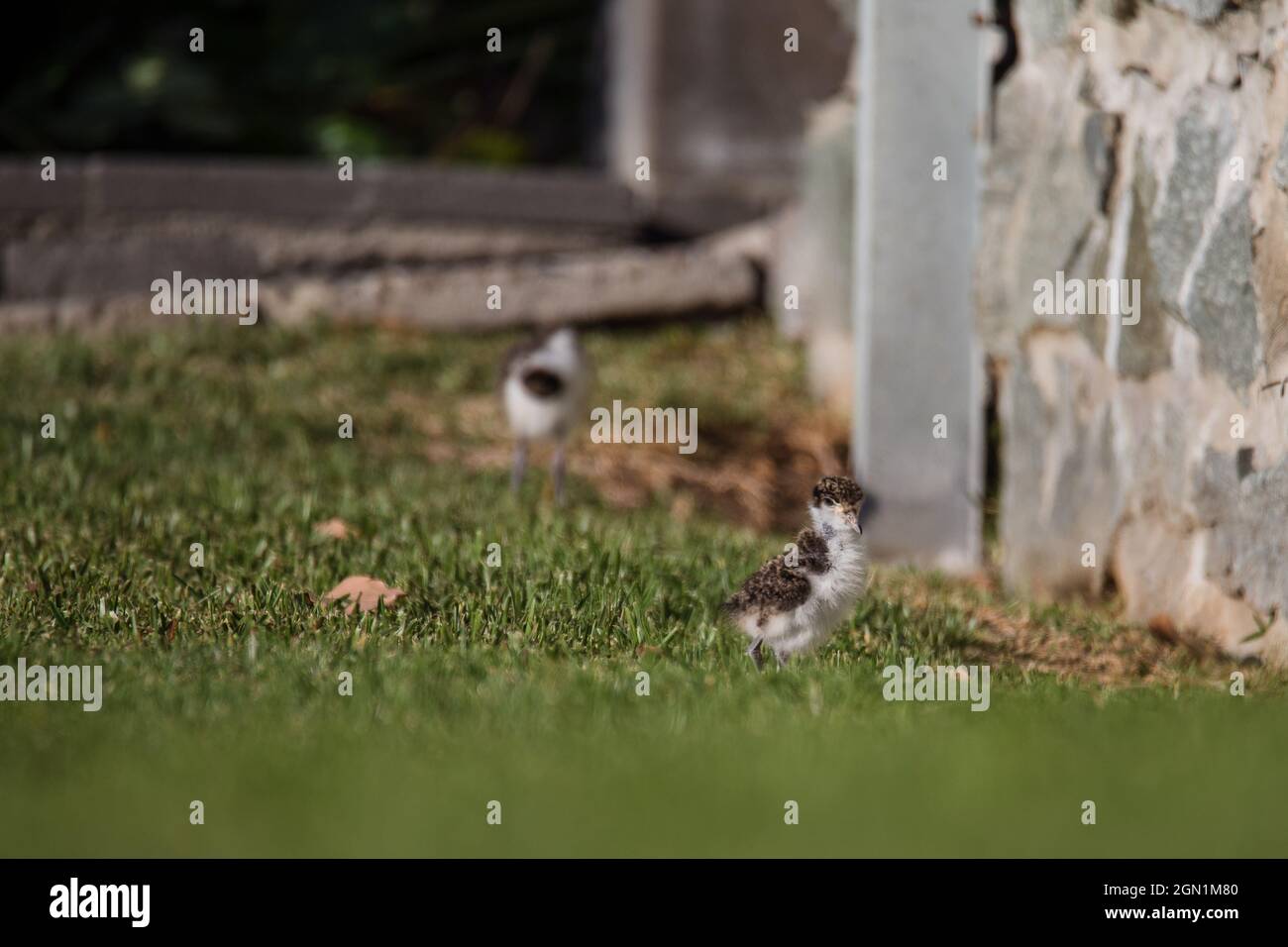 Baby Masked Lapwing chick walking on green grass Stock Photo - Alamy