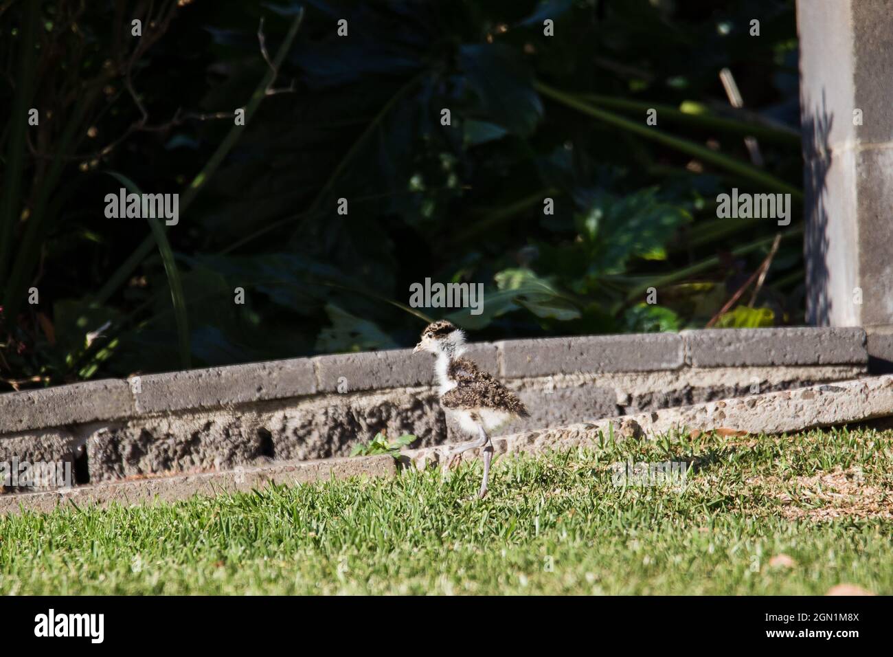 Baby common lapwings hi-res stock photography and images - Alamy