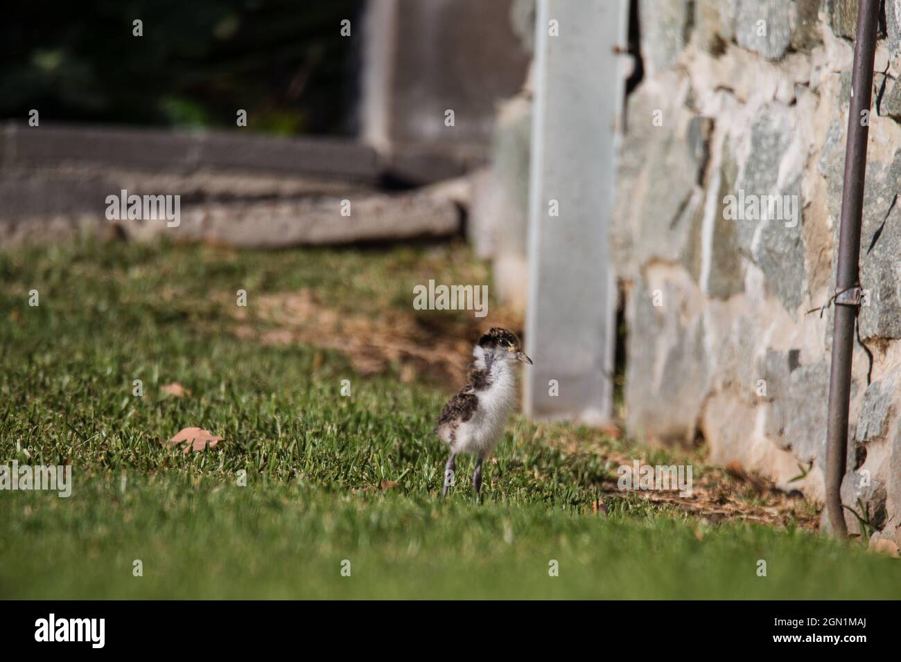 Baby Masked Lapwing chick walking on green grass Stock Photo - Alamy