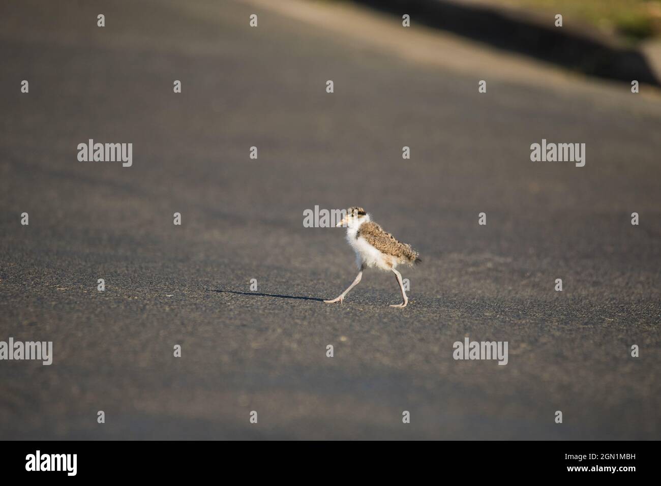 Baby Masked Lapwing chick walking on green grass Stock Photo - Alamy