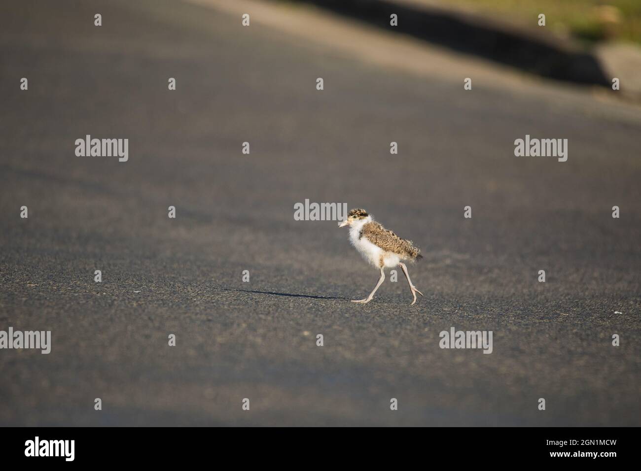Baby Masked Lapwing chick walking on green grass Stock Photo - Alamy