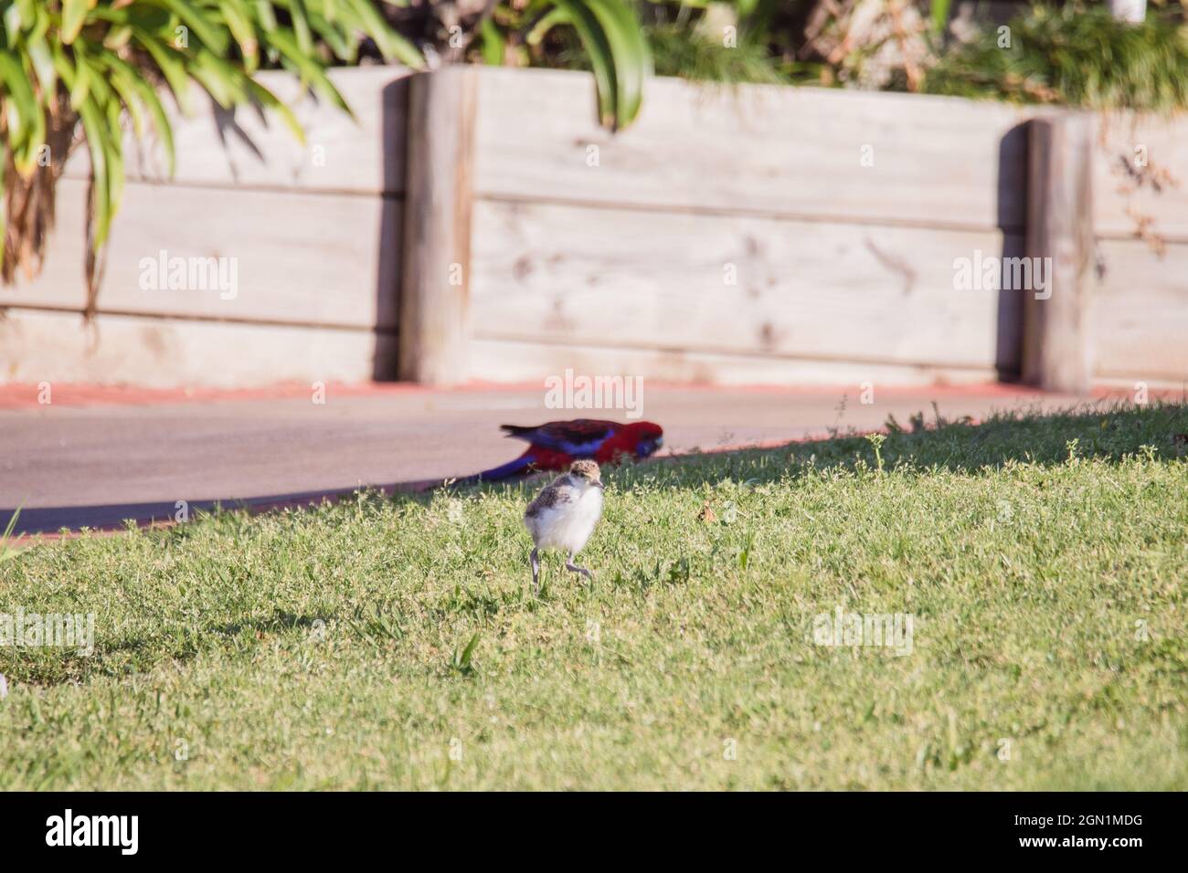 Baby Masked Lapwing chick walking on green grass Stock Photo - Alamy