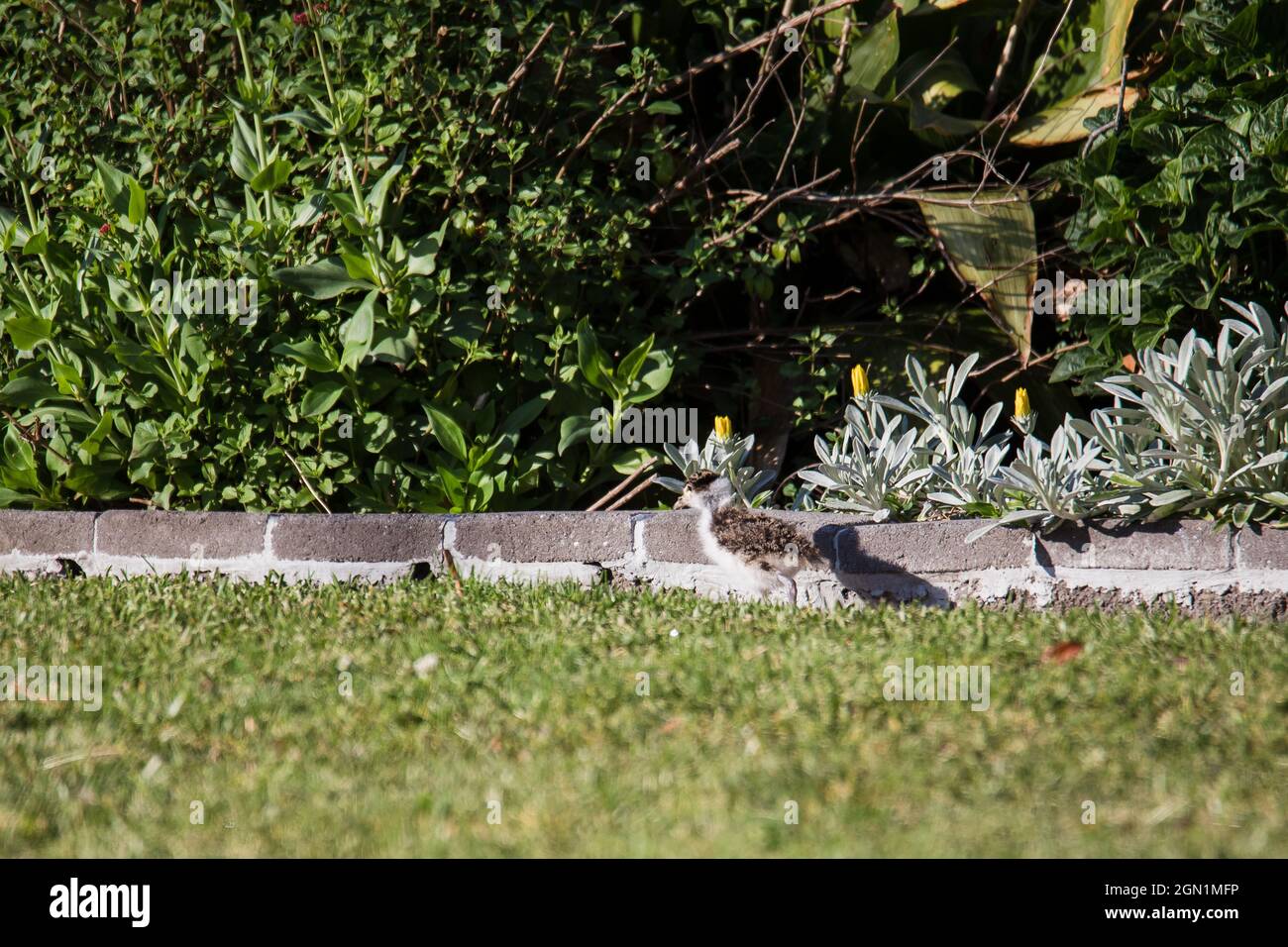 Baby Masked Lapwing chick walking on green grass Stock Photo - Alamy