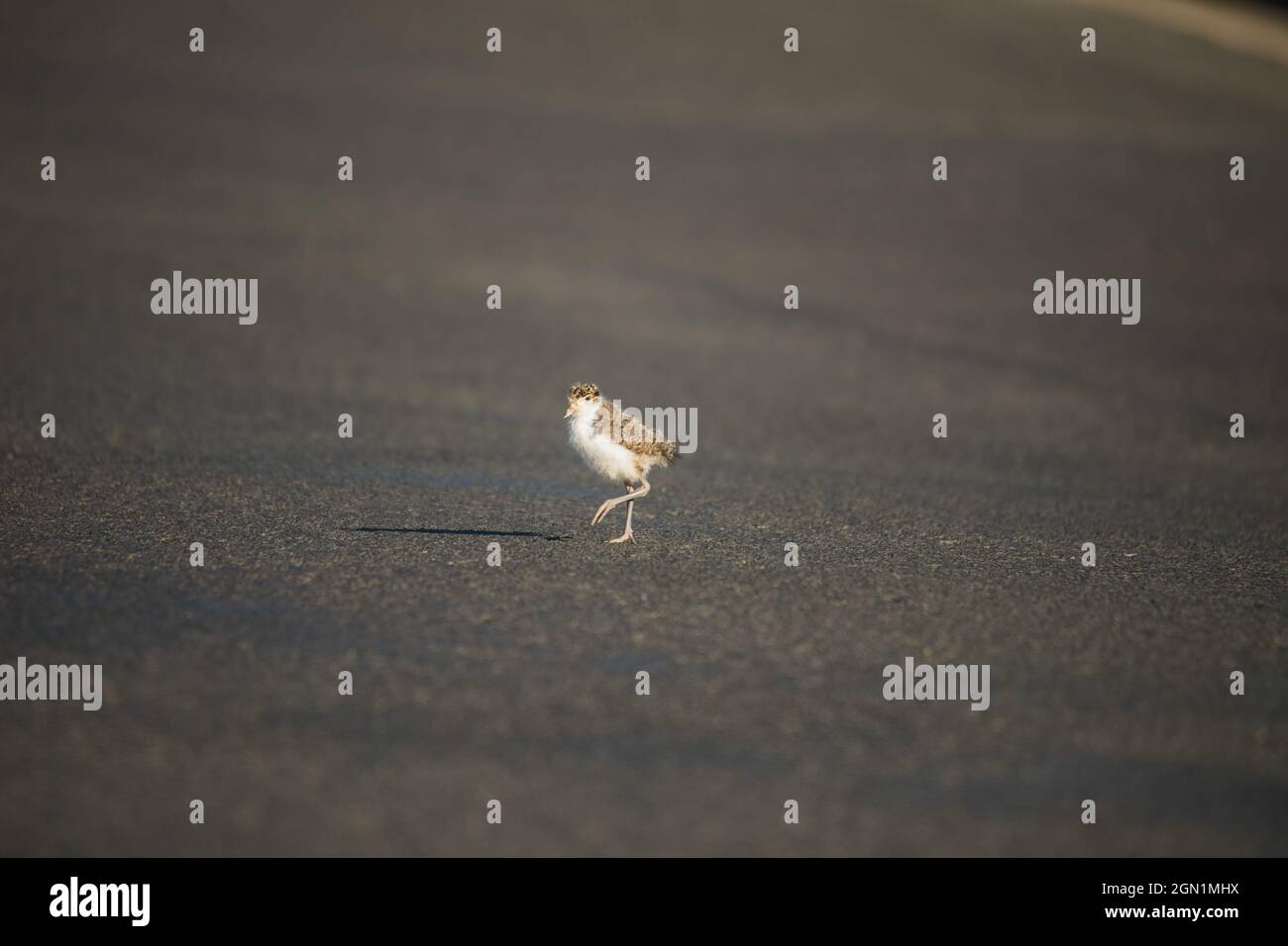Baby Masked Lapwing chick walking on green grass Stock Photo - Alamy