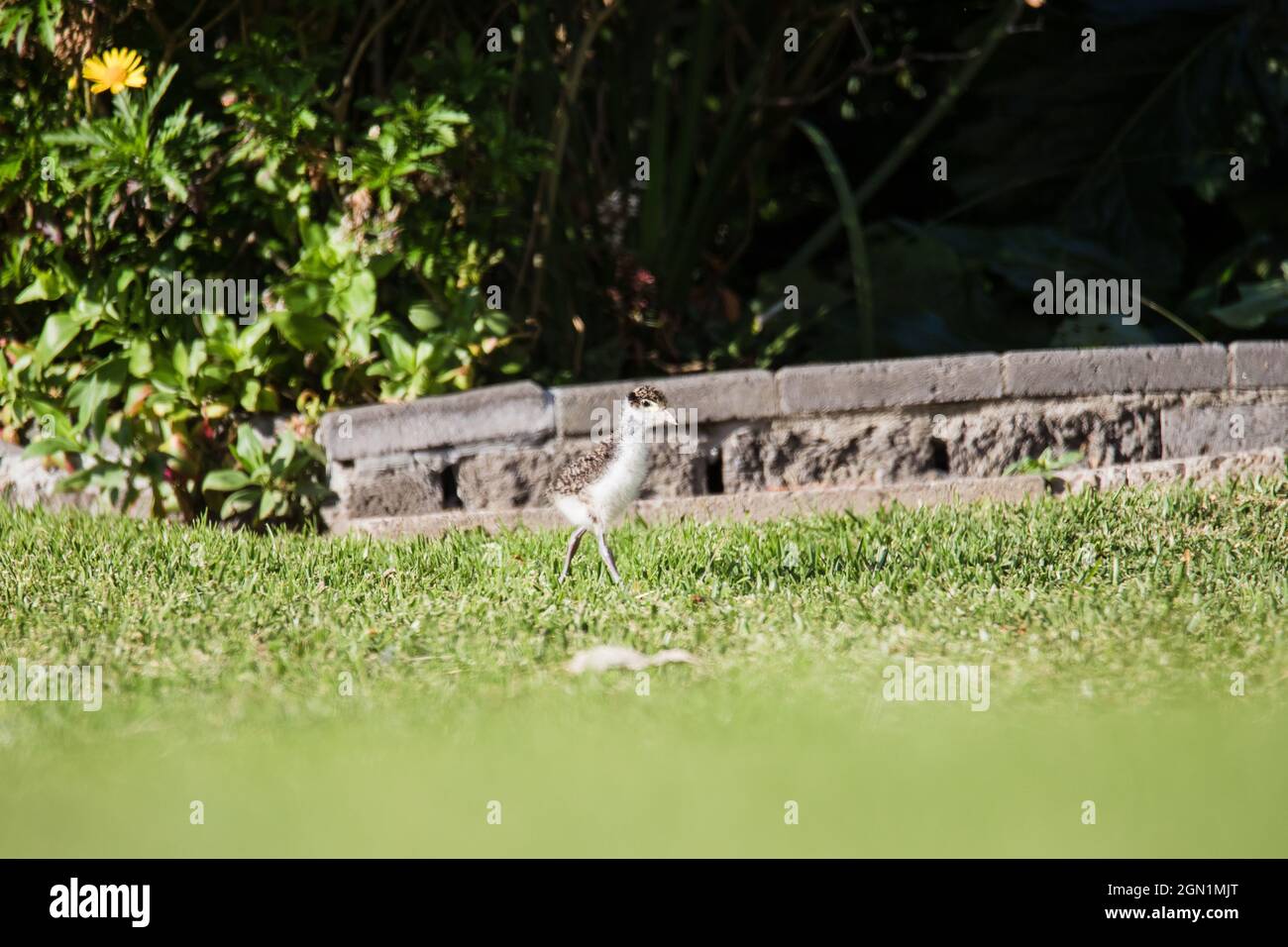 Baby Masked Lapwing chick walking on green grass Stock Photo - Alamy