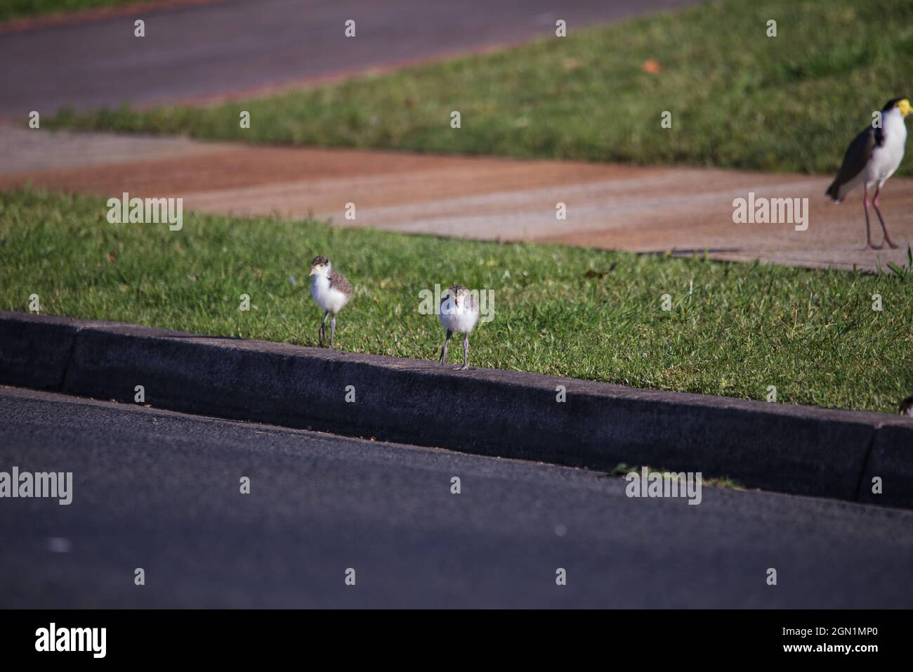 Baby Masked Lapwing chick walking on green grass Stock Photo - Alamy