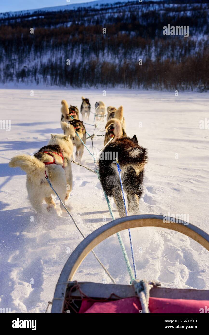 Dog sledding tour near Indset, Björn Klauer's husky farm, Bardufoss ...