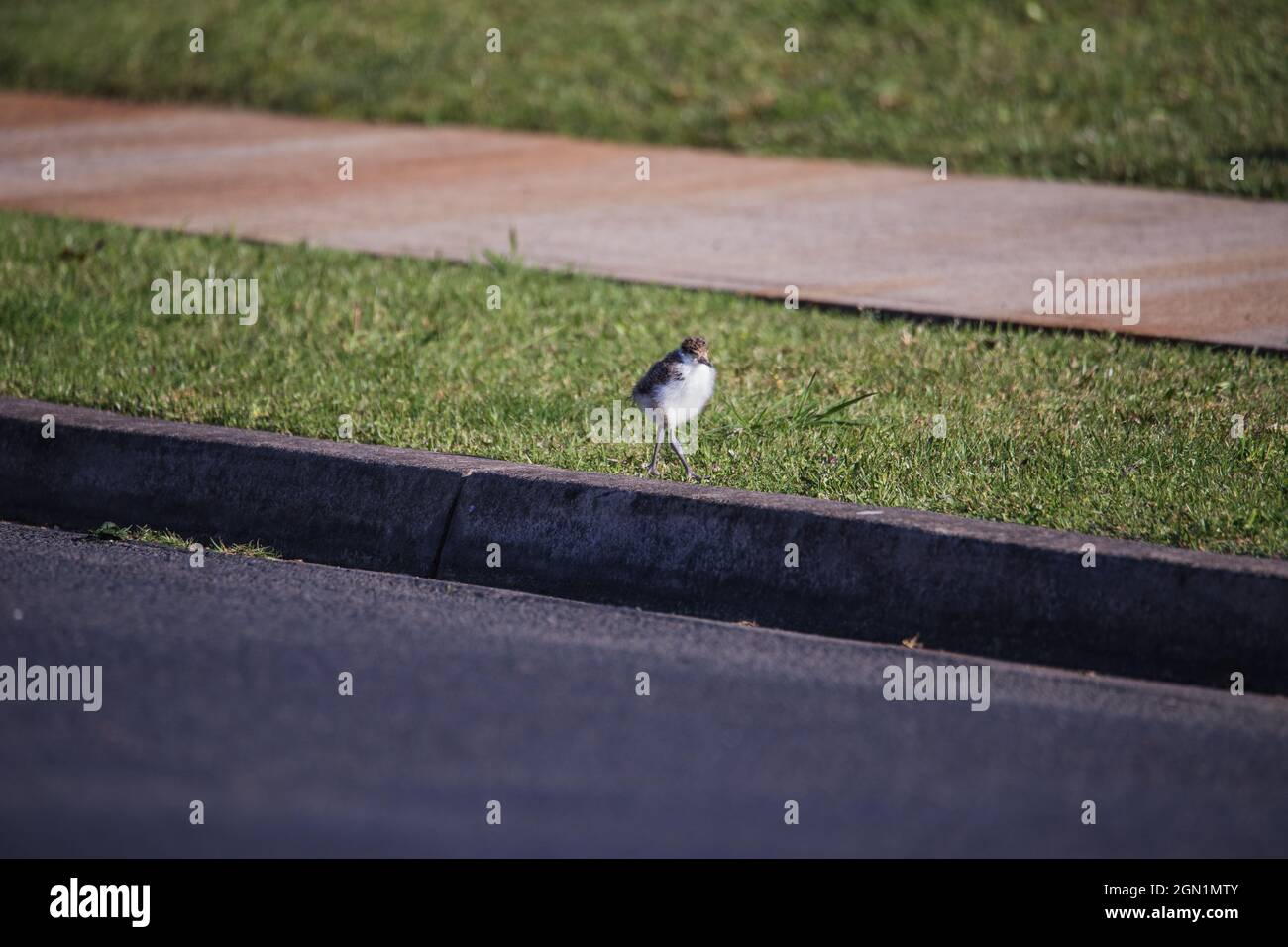 Baby Masked Lapwing chick walking on green grass Stock Photo - Alamy