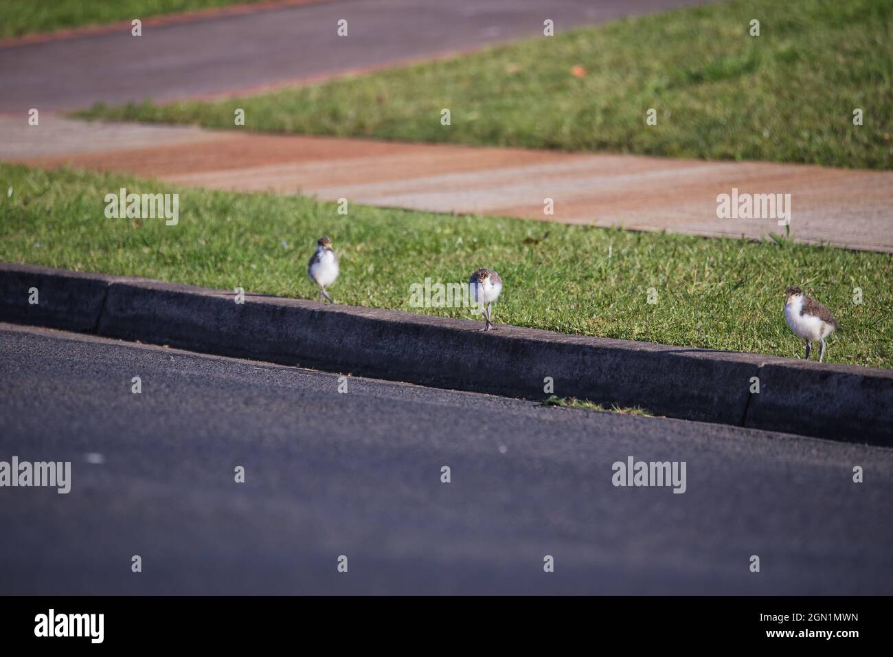 Baby Masked Lapwing chick walking on green grass Stock Photo - Alamy