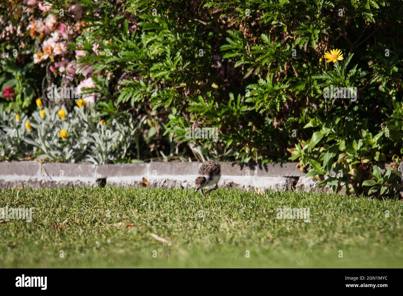 Baby Masked Lapwing chick walking on green grass Stock Photo - Alamy