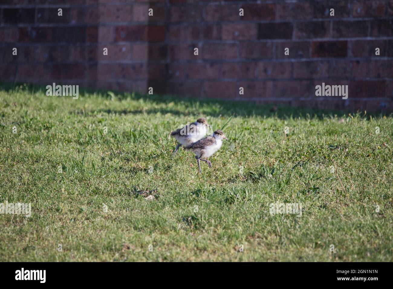 Baby Masked Lapwing chick walking on green grass Stock Photo - Alamy