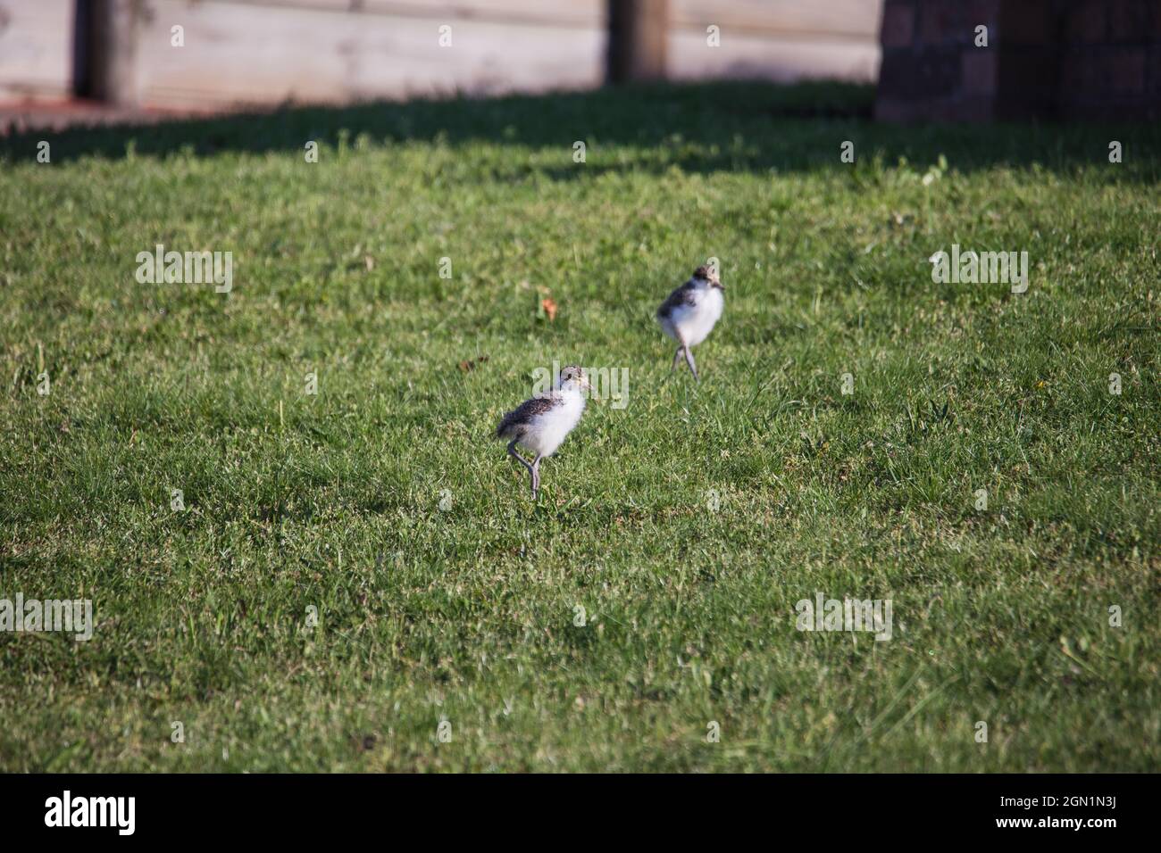 Baby Masked Lapwing chick walking on green grass Stock Photo - Alamy