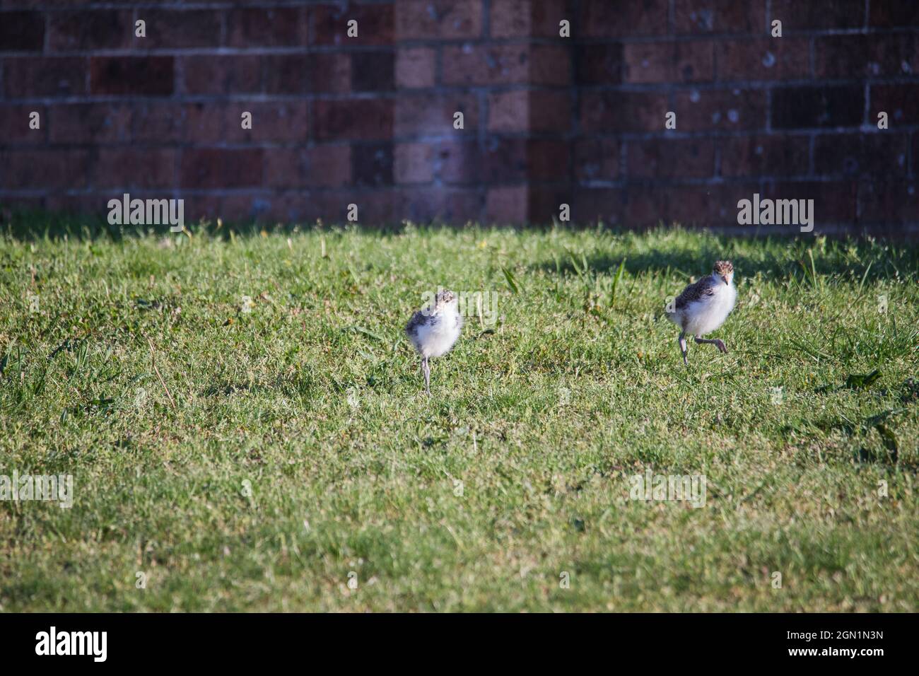 Baby Masked Lapwing chick walking on green grass Stock Photo - Alamy