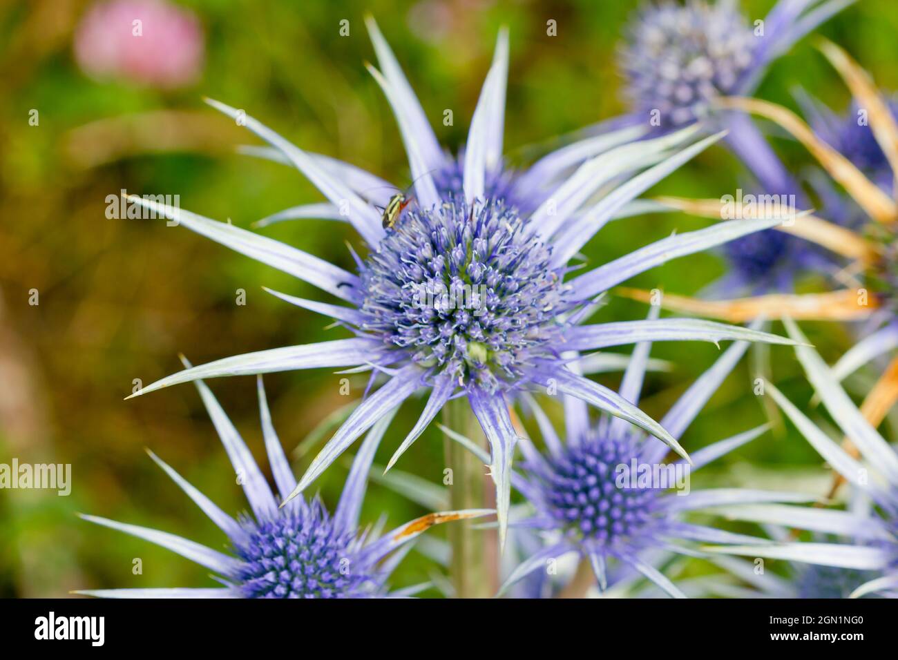 Blue-colored white thistle grown in the garden Stock Photo - Alamy