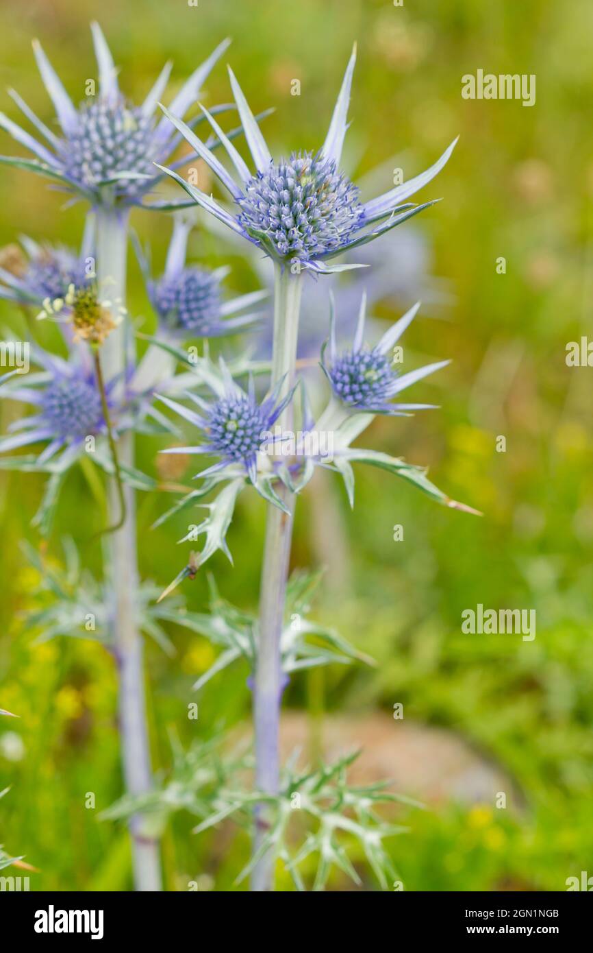 Blue-colored white thistle grown in the gar Stock Photo - Alamy