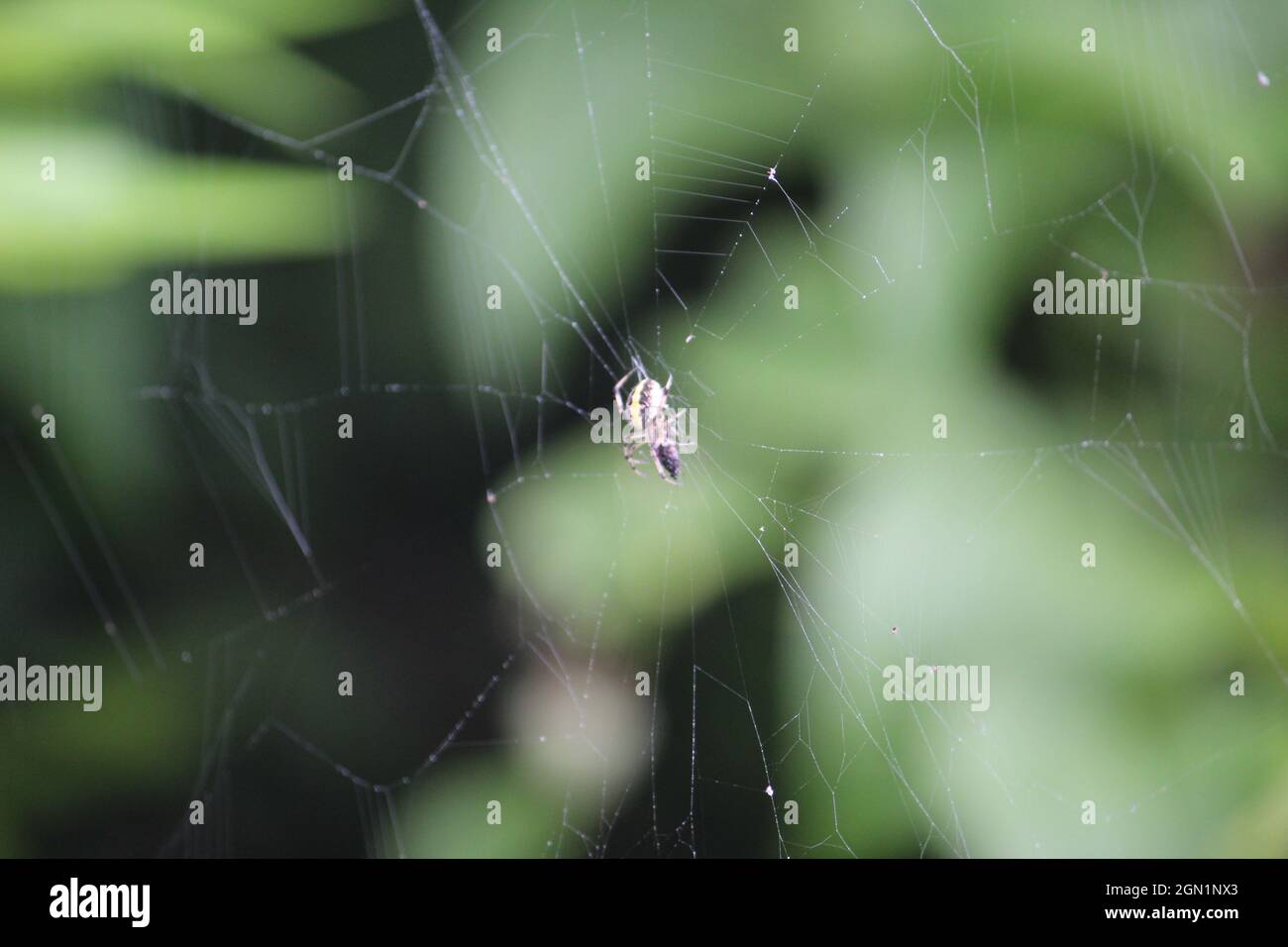 Cute little spider weaving webs on a blurred green background in the ...