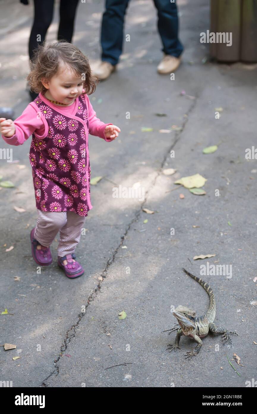 Australian lizards hi-res stock photography and images - Alamy