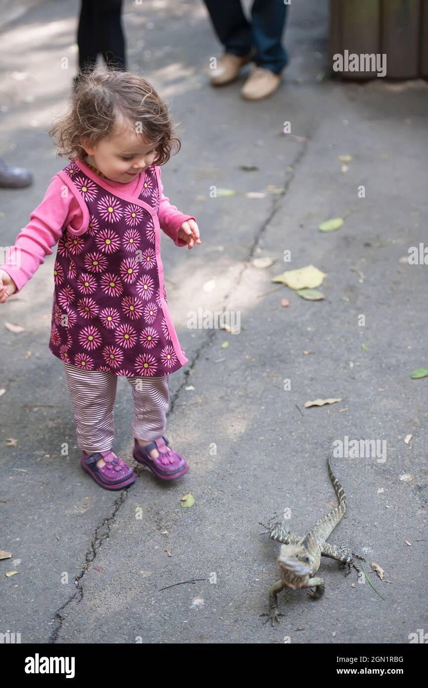 Australian lizards hi-res stock photography and images - Alamy