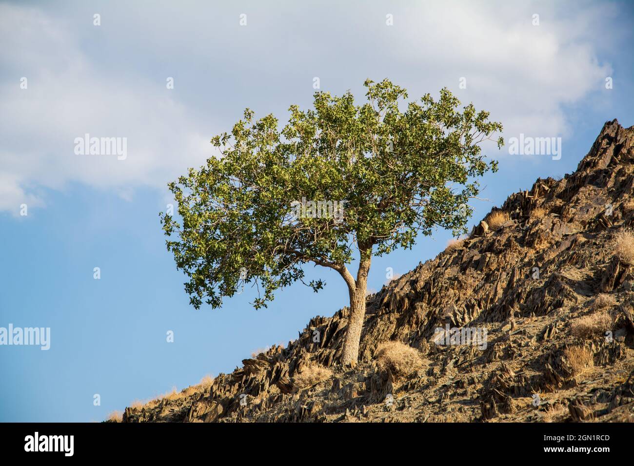 Terebinth tree hi-res stock photography and images - Alamy