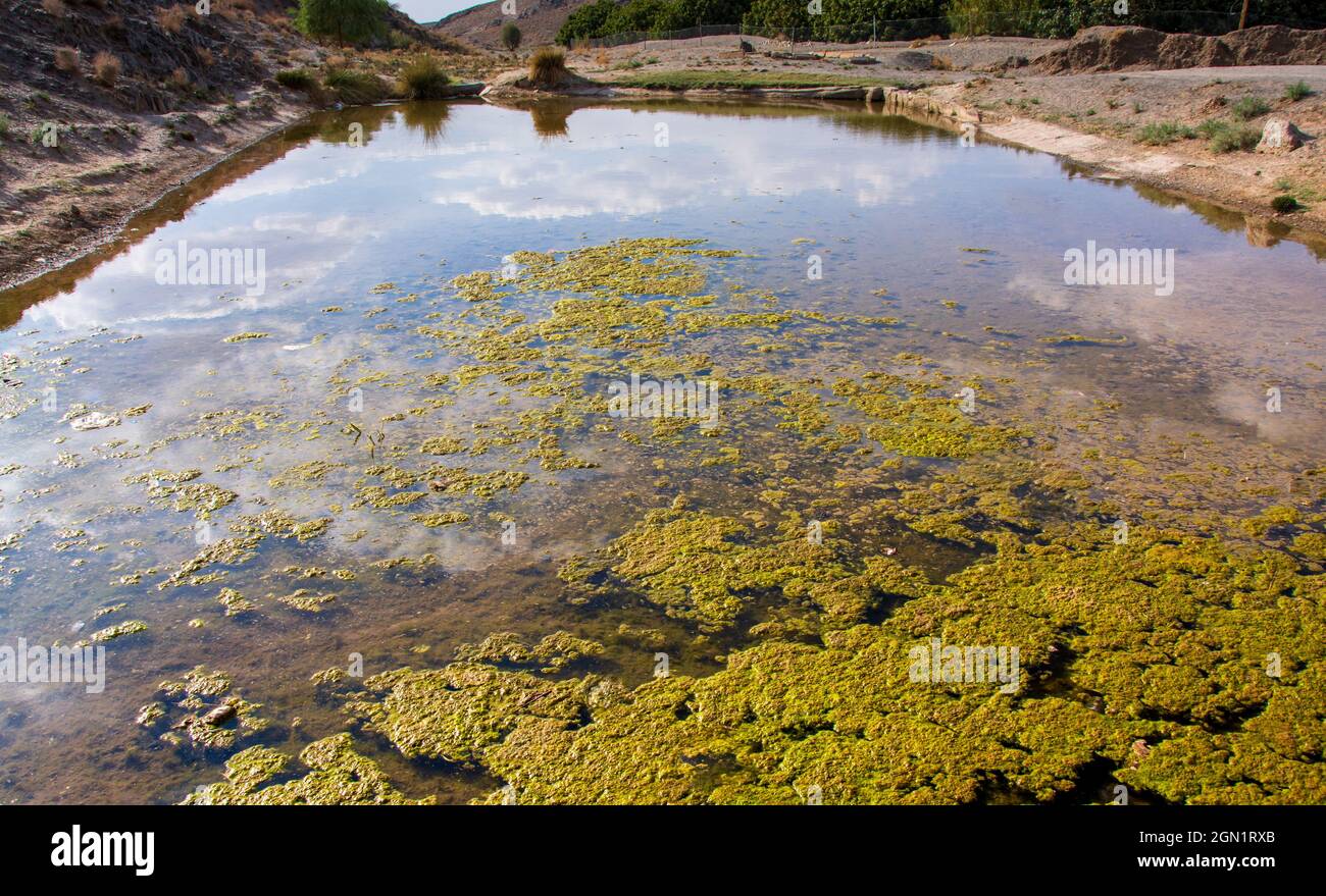 Abandoned public fish pool full of green Algae in the desert ...