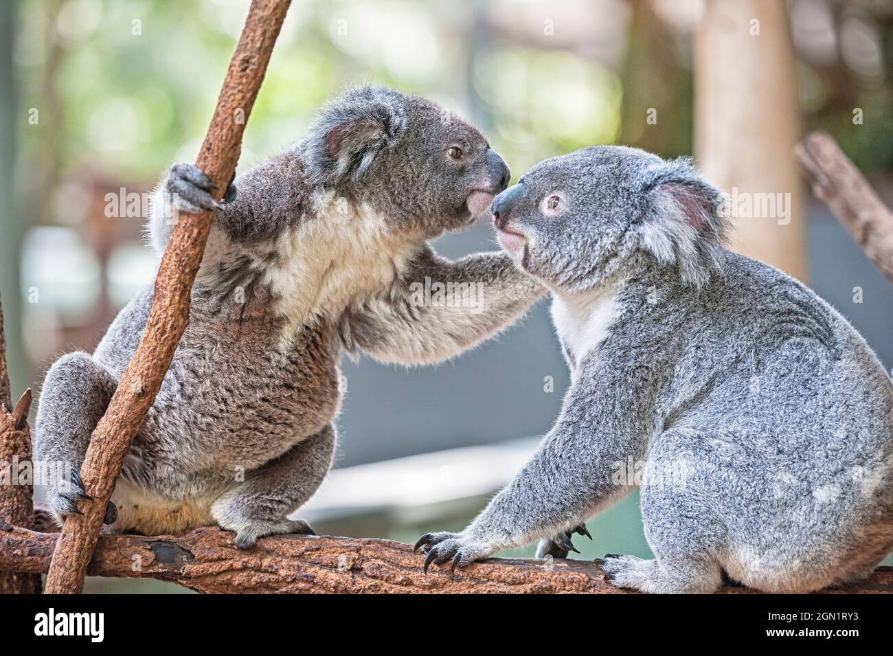 Two Koalas (Phascolarctos Cinereous) arguing, Lone Pine Koala Sanctuary ...